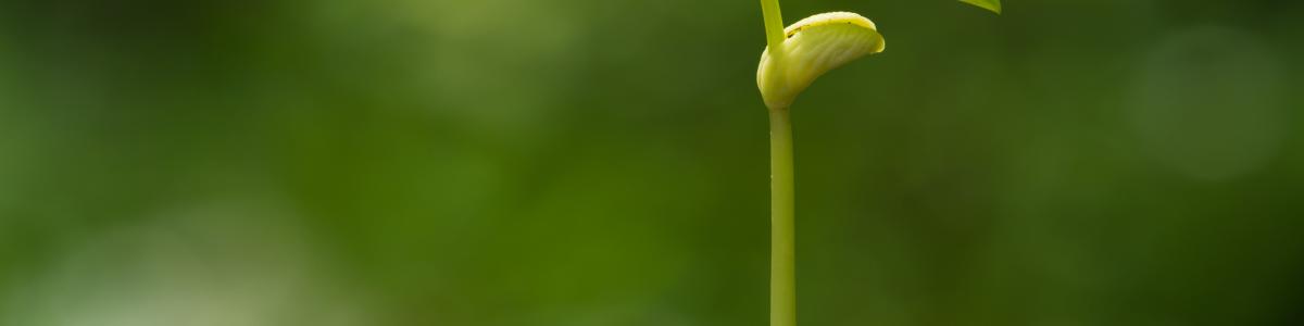 The Blessings of the Jews: Thoughts for Parashat Toledot, by Rabbi Marc ...