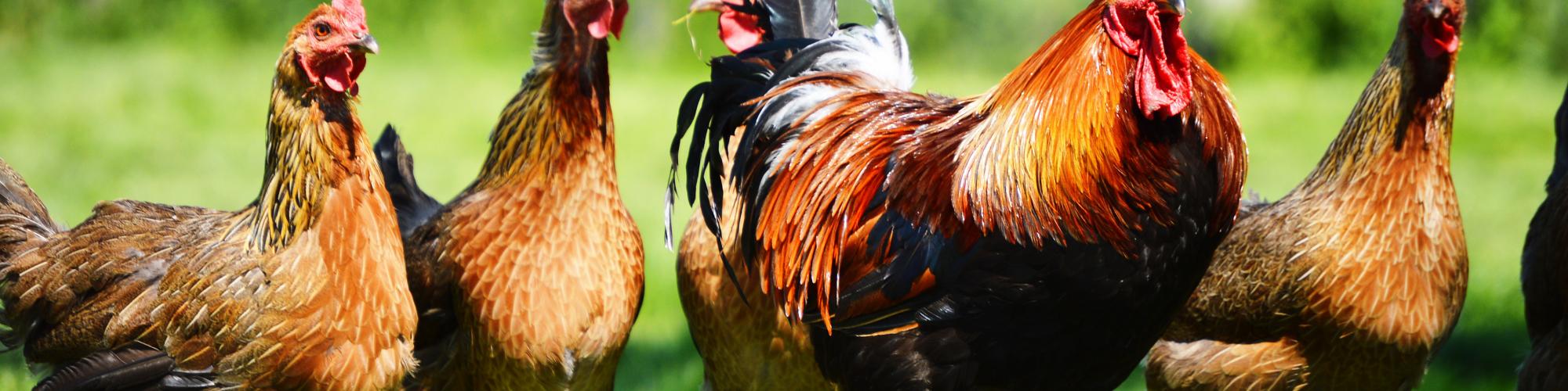 The Problematic Practice of "Kapparot" | jewishideas.org